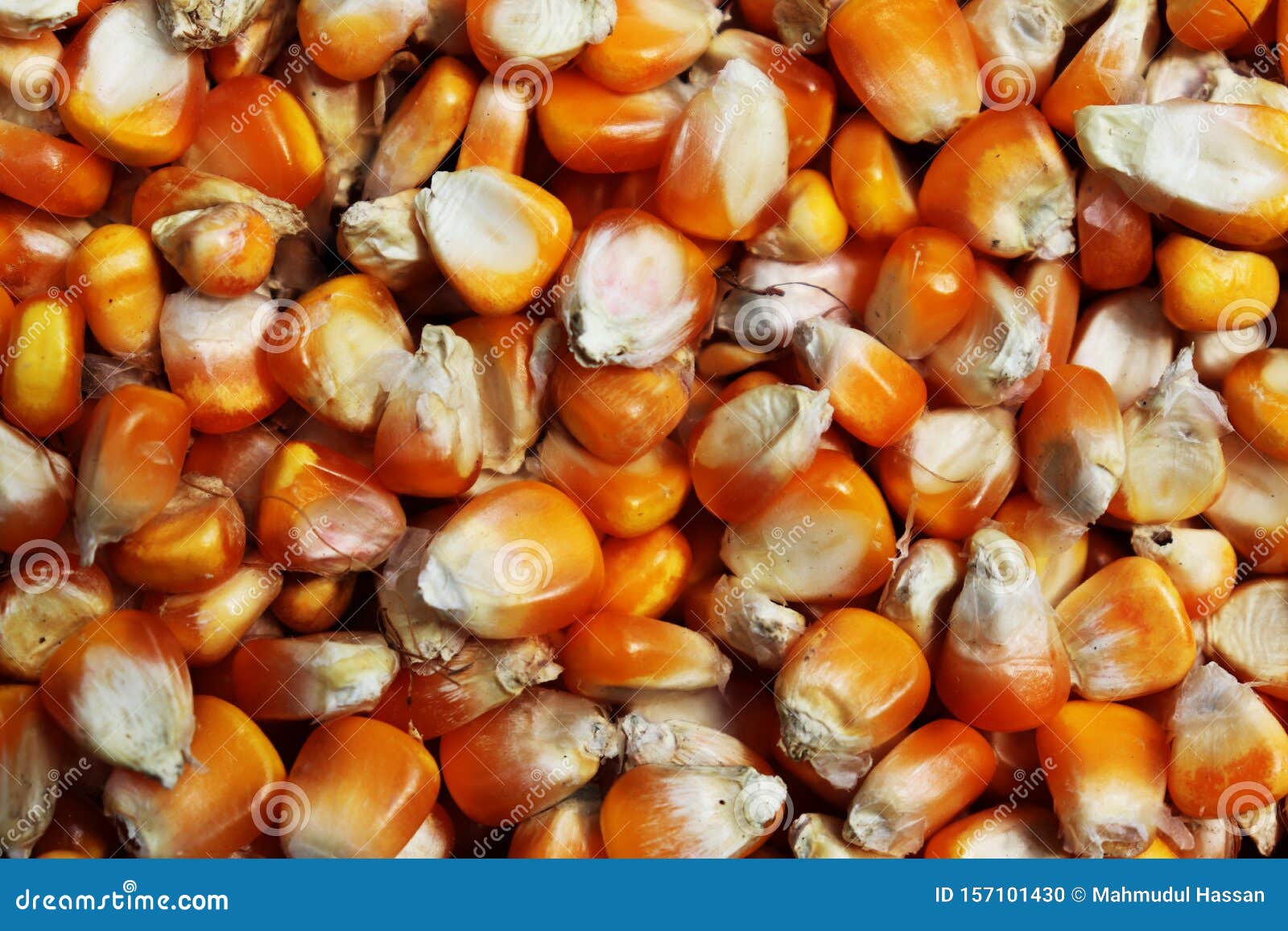 Dried Yellow Corn As an Abstract Background Texture Stock Photo - Image ...