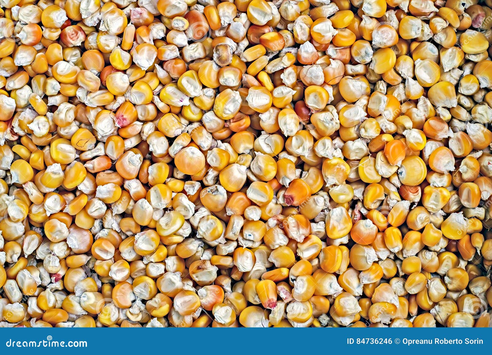Dried yellow corn grains. stock photo. Image of kernel - 84736246