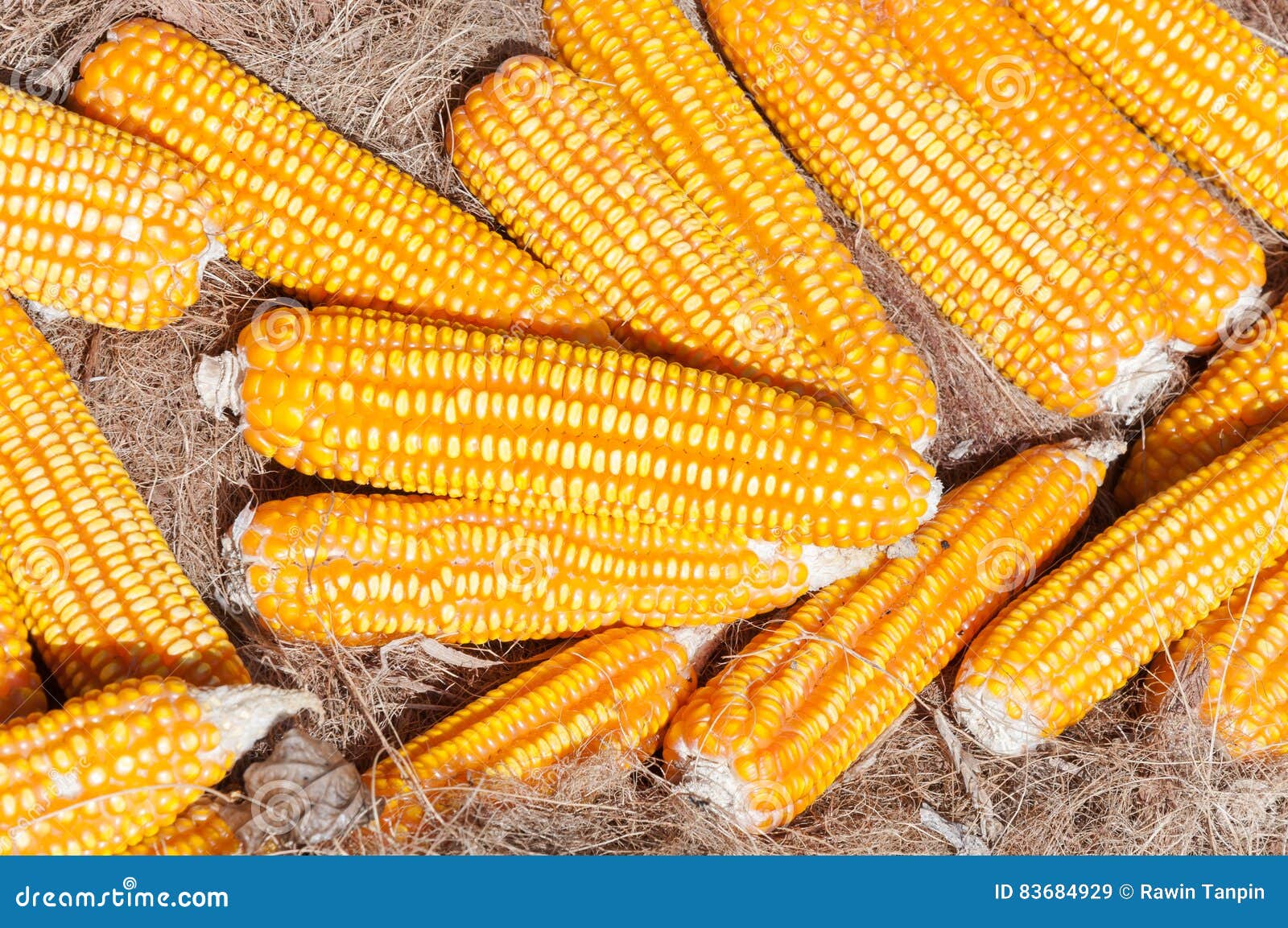 Dried Yellow Corn Many Mature Corn Animal Stock Photos - Free & Royalty ...