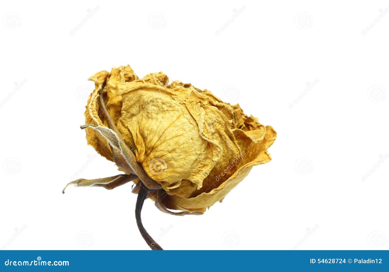 Dried yellow rose stock photo. Image of dried, flower - 54628724