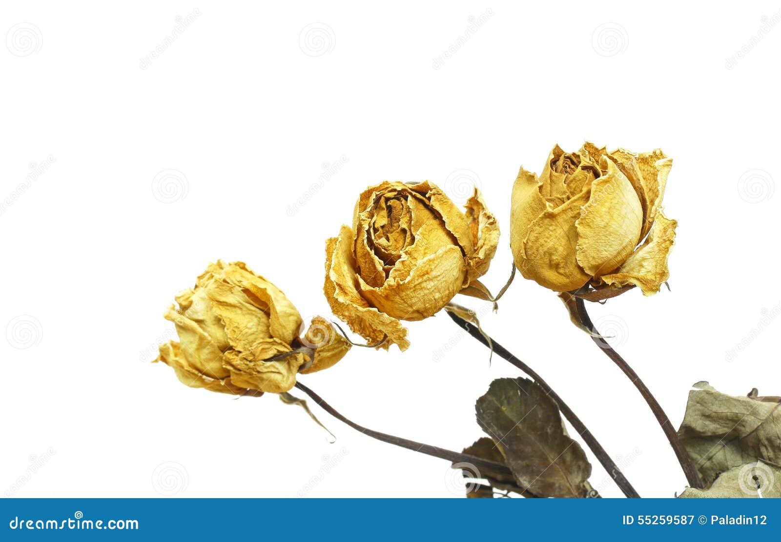 Dried yellow rose stock image. Image of vintage, nature - 55259587