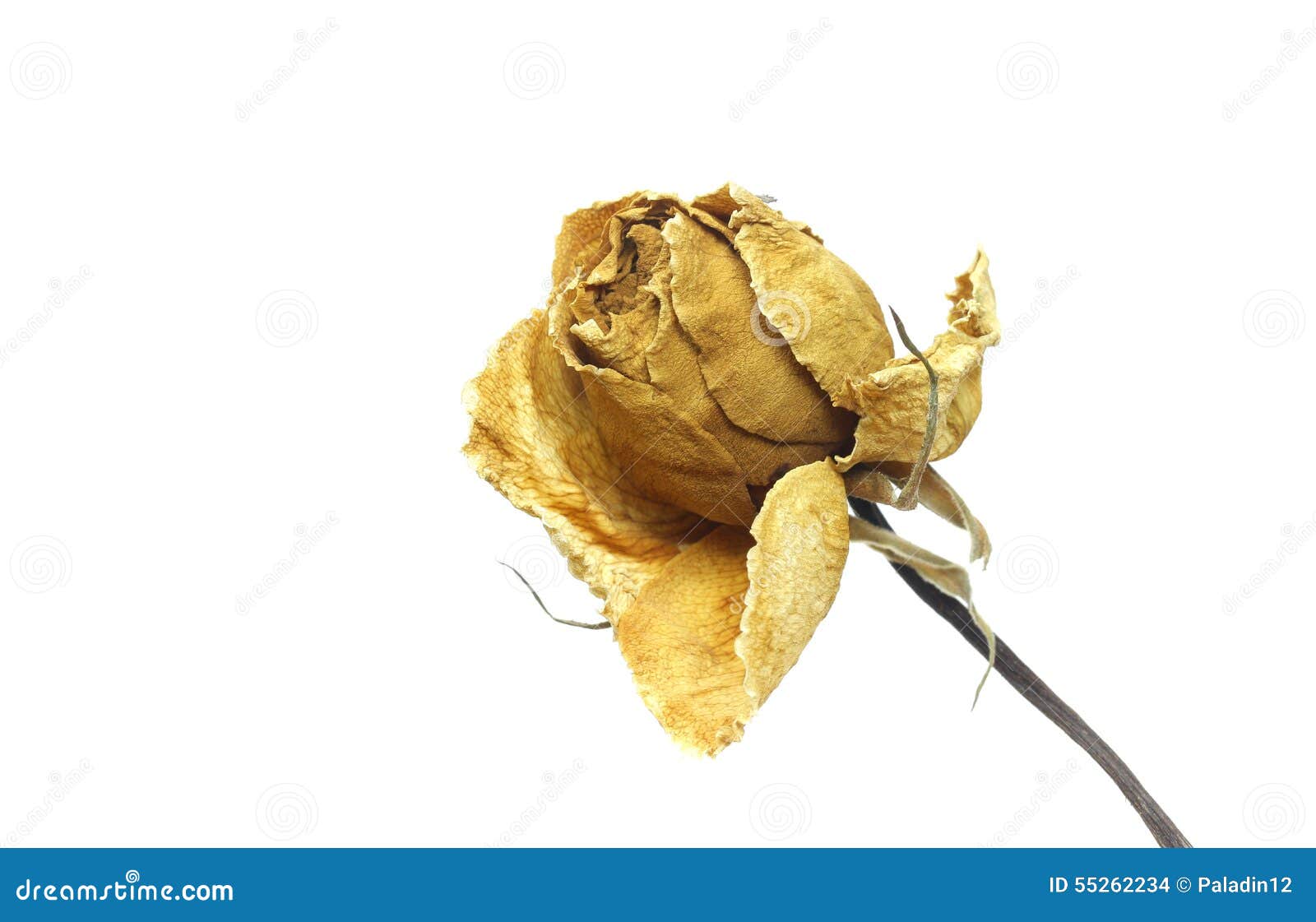 Dried yellow rose stock photo. Image of white, beauty - 55262234