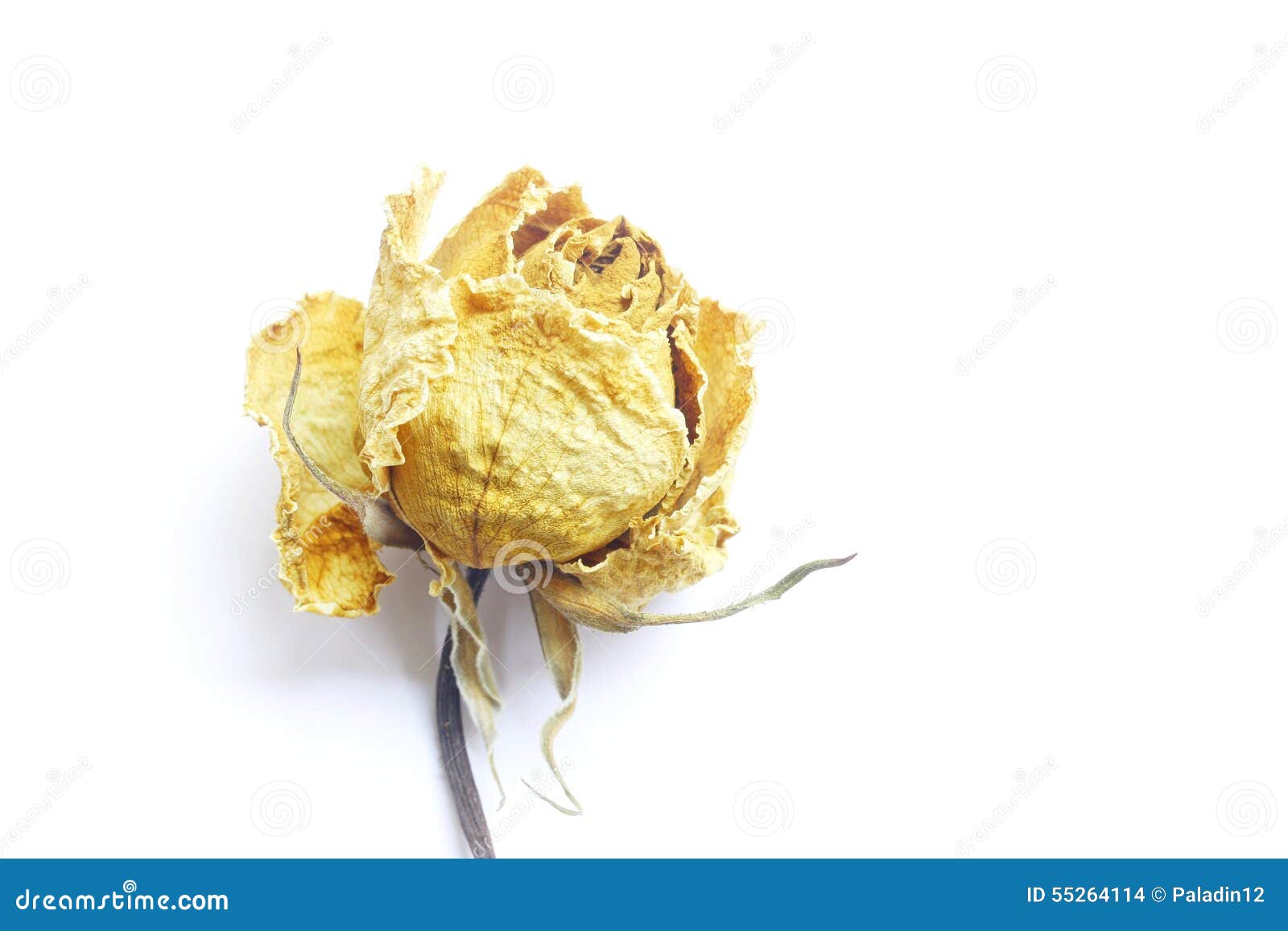 Dried yellow rose stock photo. Image of flower, valentine - 55264114