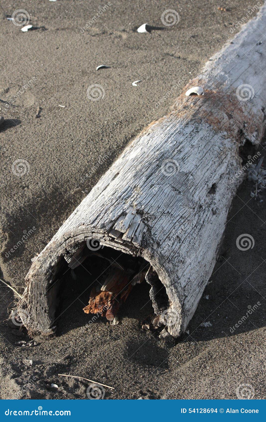 Drift Log 01 stock photo. Image of shore, driftwood, nature - 54128694