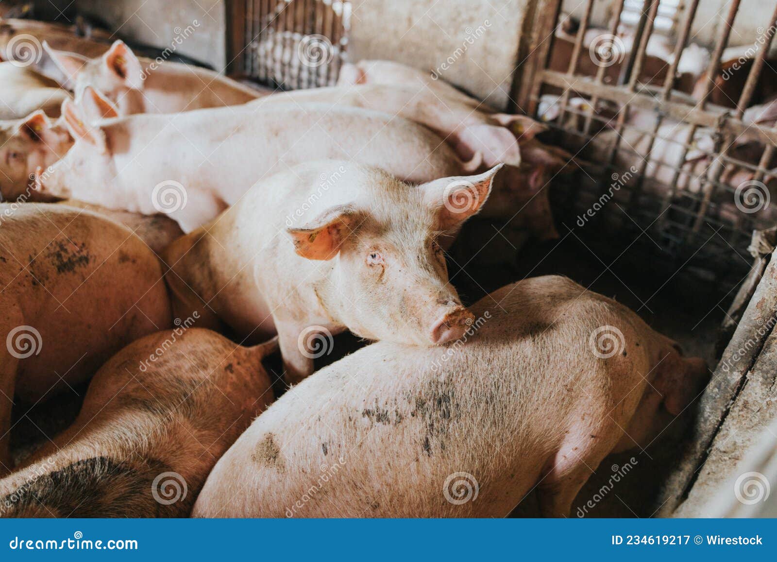Drift of Pigs on the Livestock Stock Image - Image of dirt, drove ...