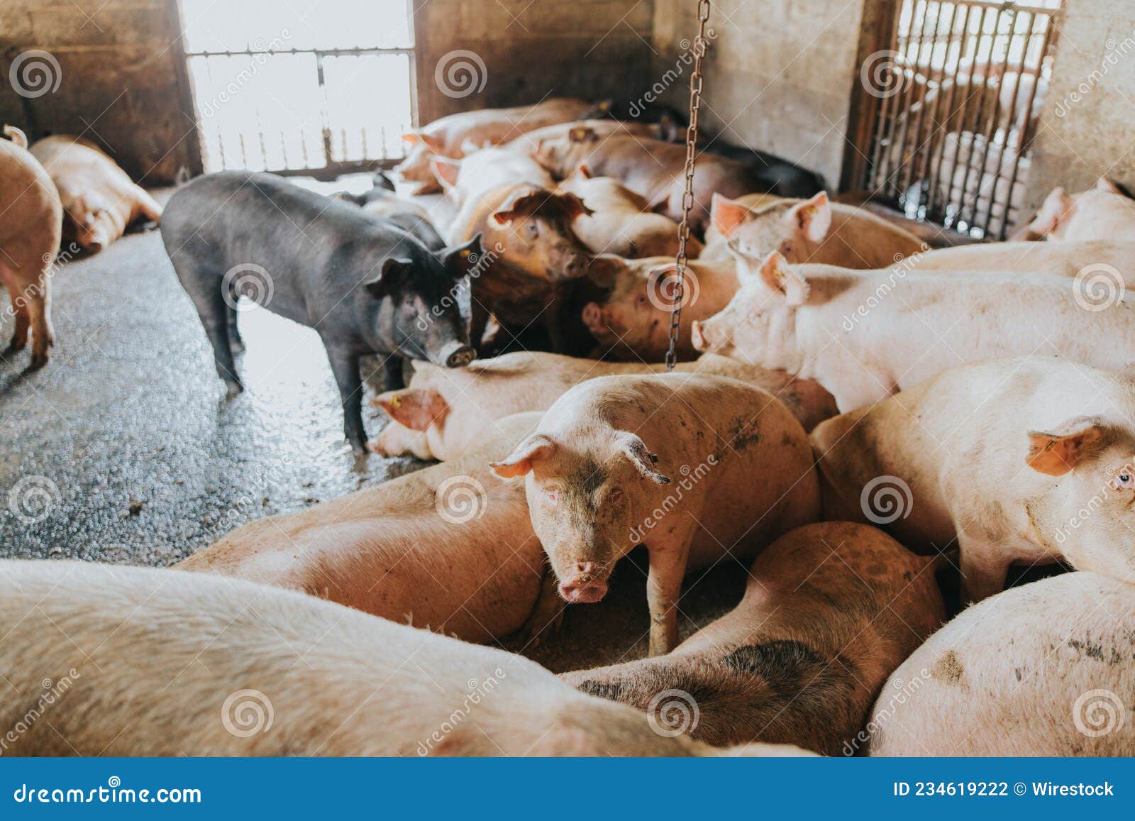 Drift of Pigs on the Livestock Stock Photo - Image of mammal, piglets ...
