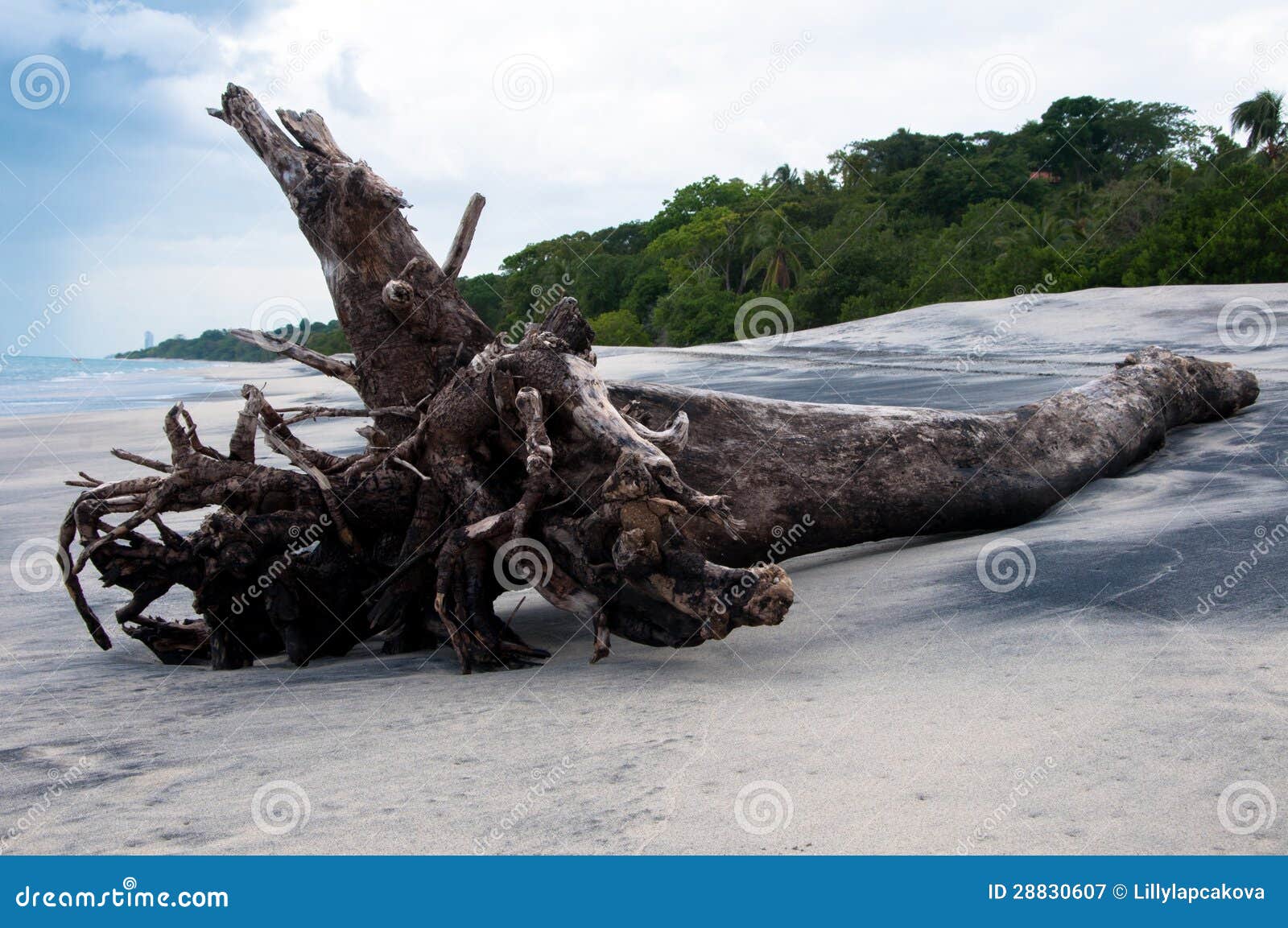 Drift wood on Beach stock image. Image of crashing, peaceful - 28830607