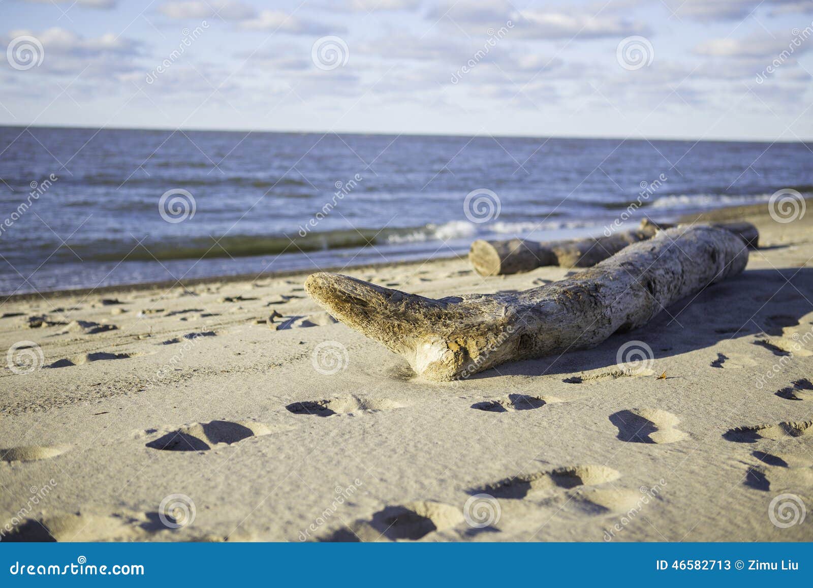 Drift Wood on the beach stock image. Image of footprints - 46582713