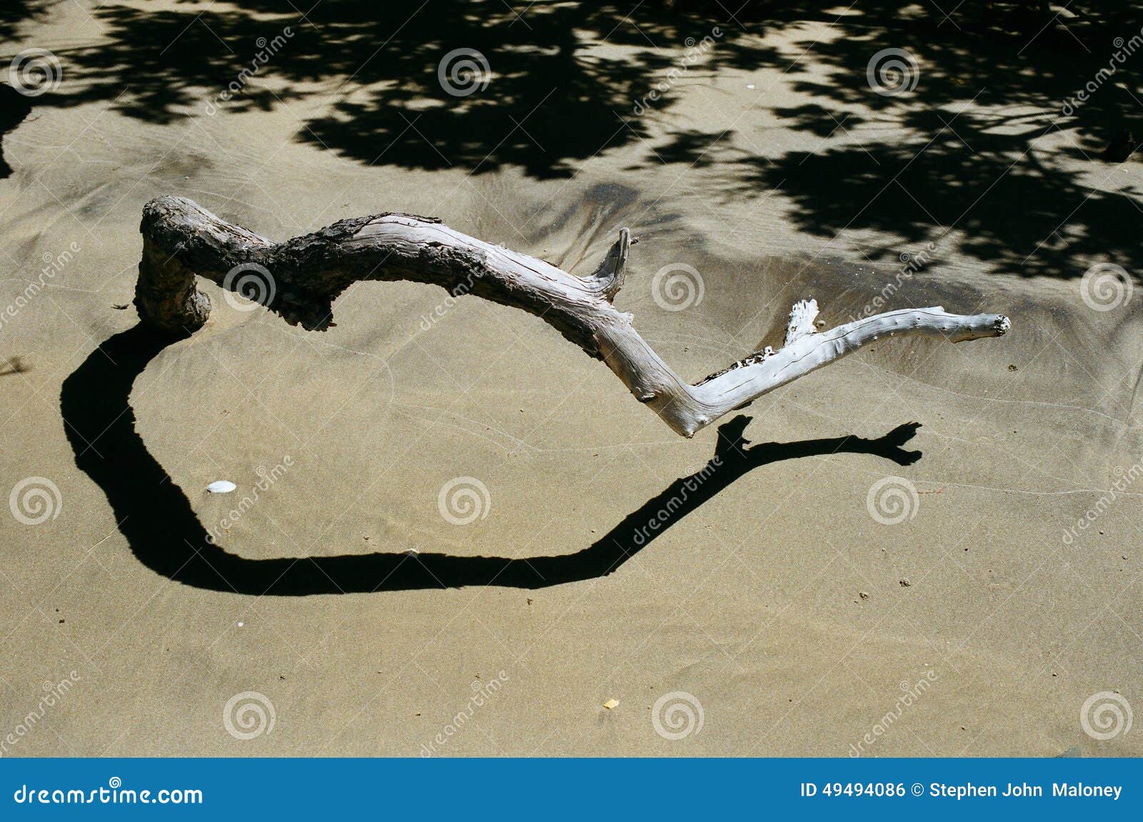 Drift Wood on Beach stock photo. Image of awanui, nature - 49494086