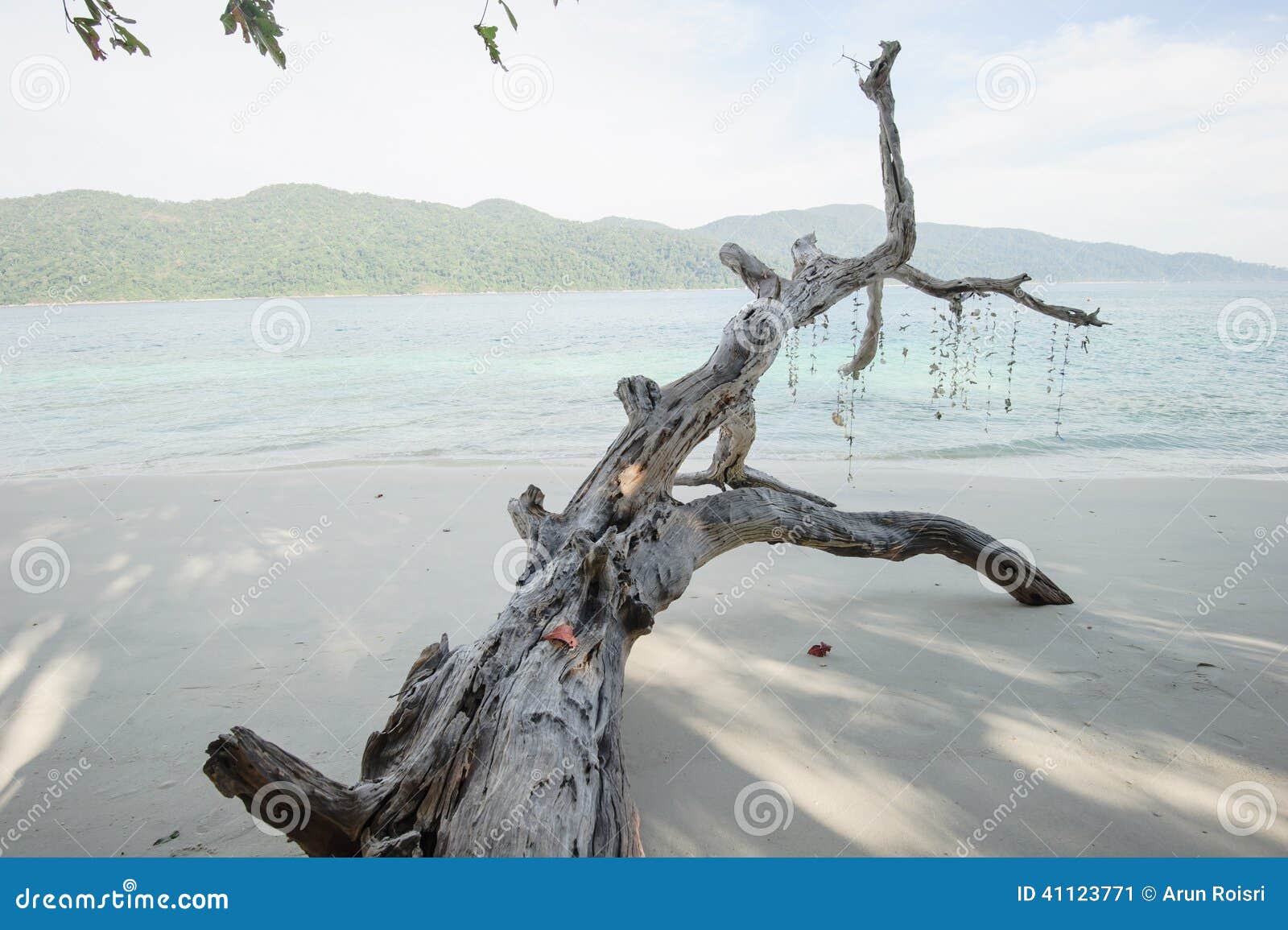 Drift wood on the beach stock image. Image of relax, horizon - 41123771
