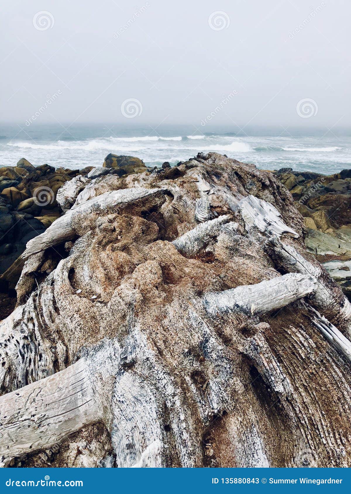 Drift Wood Log stock image. Image of wood, texture, drift - 135880843
