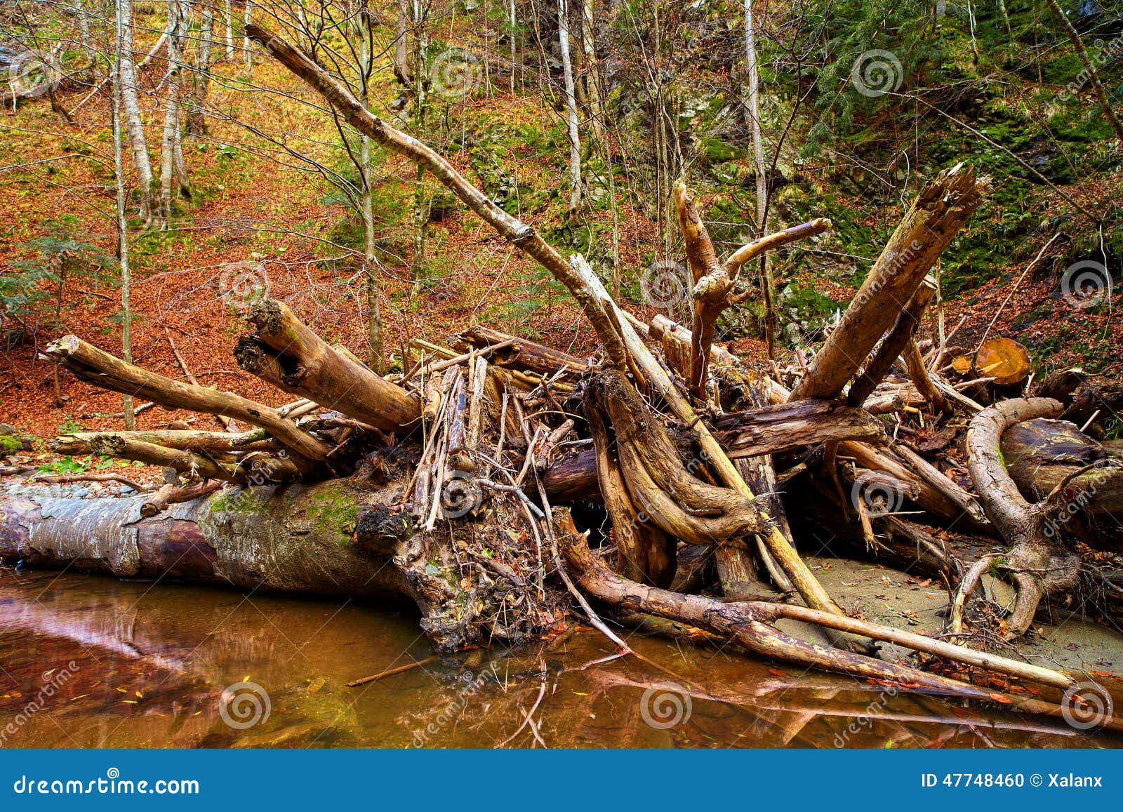 Drift wood in a river stock photo. Image of fall, idyllic - 47748460