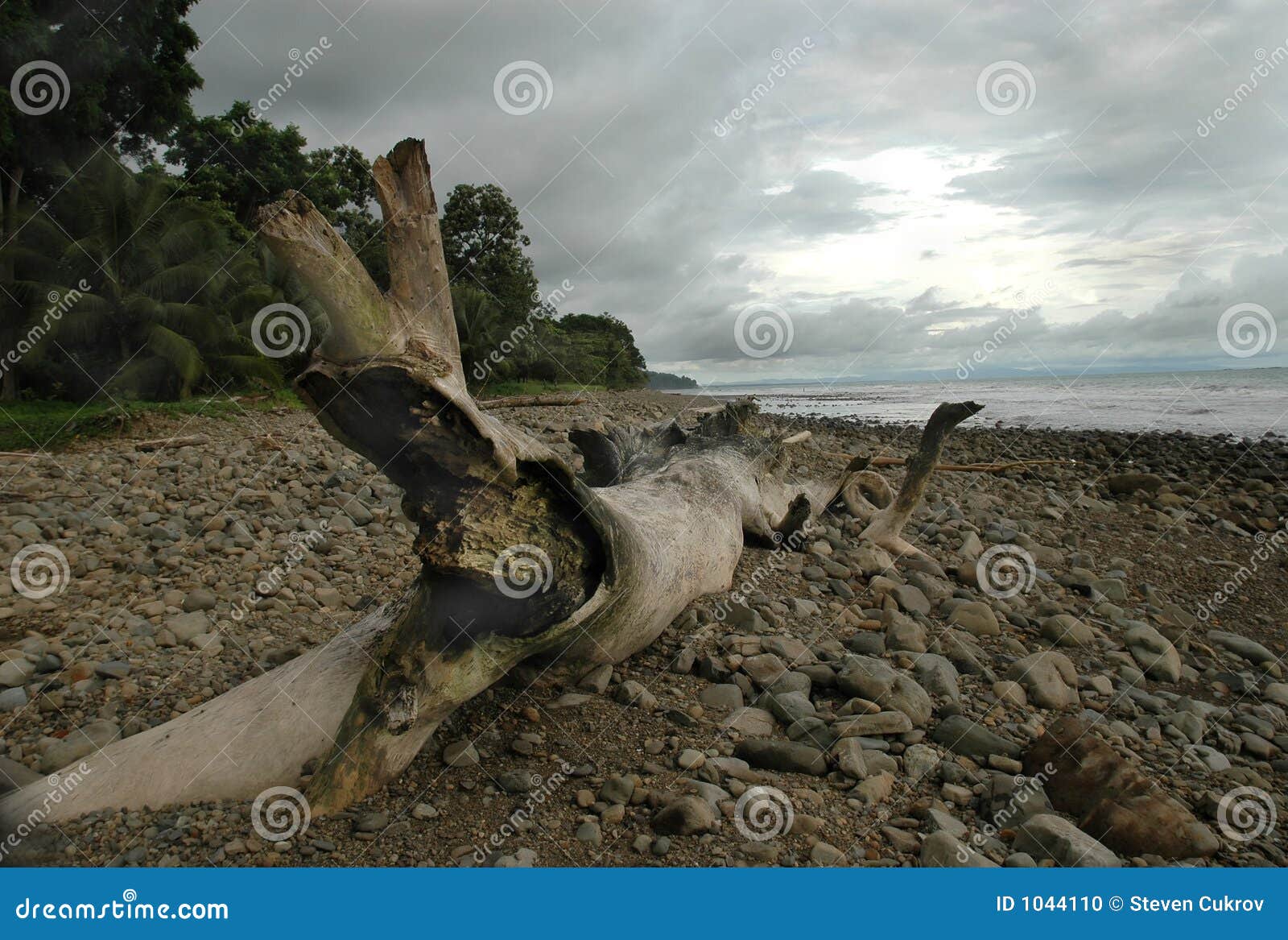 Drift Wood on Rocky Beach stock photo. Image of beach - 1044110