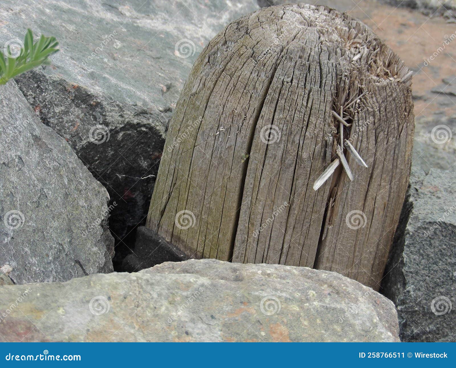 Drift Wood Stuck on the Rocks Stock Image - Image of wooden, tree ...