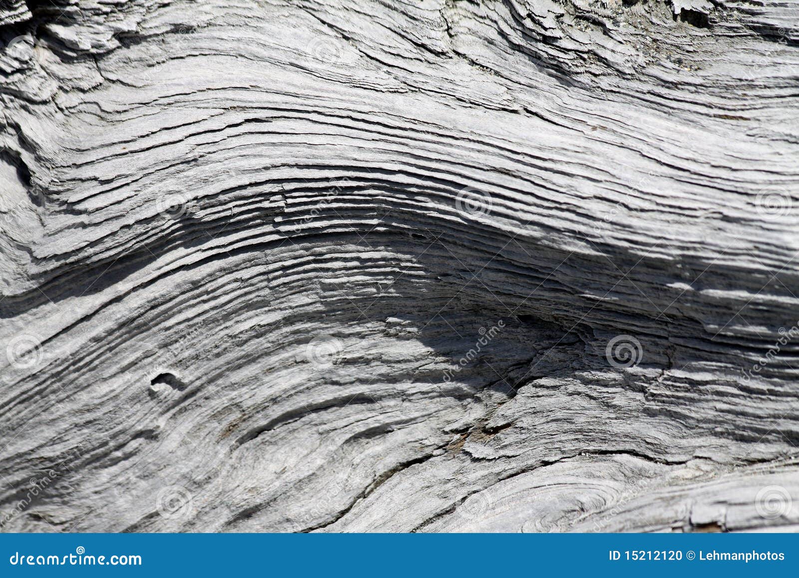 Drift Wood Texture Tree Woodgrain Stock Photography | CartoonDealer.com ...