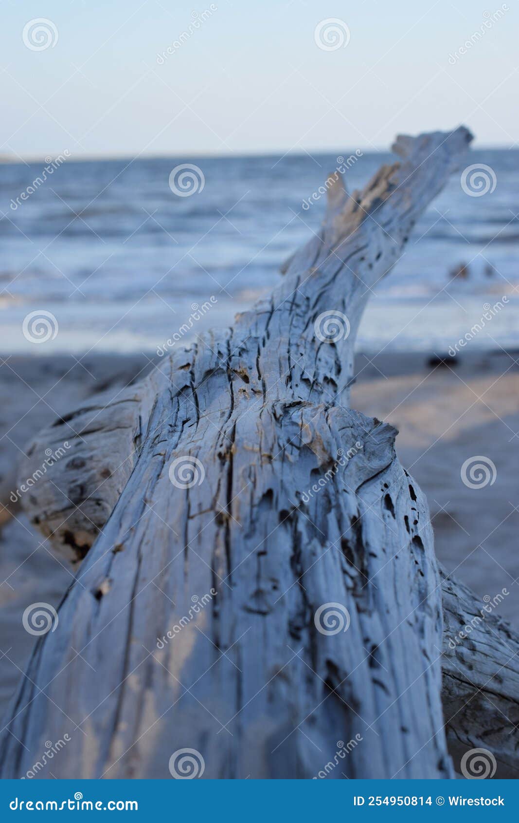 Drift Wood Tree on the Seashore Stock Photo - Image of tree, coast ...