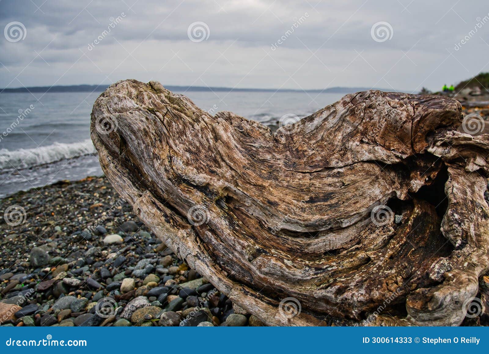 Drift Wood Washed Up on the Beach Stock Image - Image of wood, drift ...