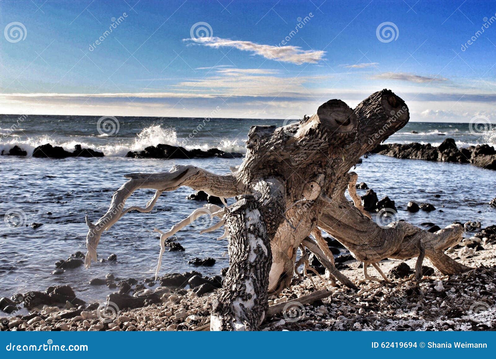 Drifted stock photo. Image of driftwood, hawaii, wood - 62419694