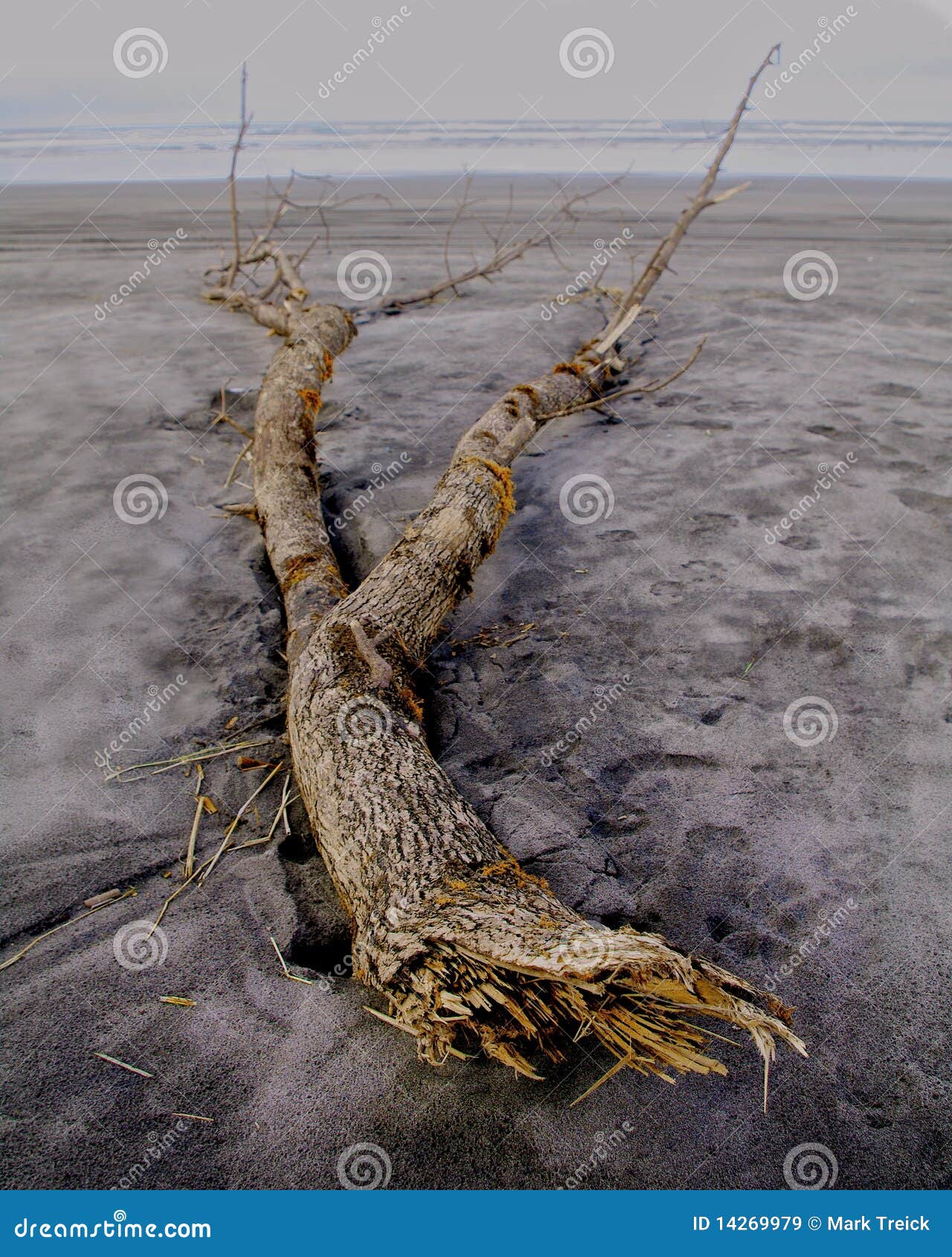 Drifted Tree stock image. Image of landscape, ocean, lighthouse - 14269979