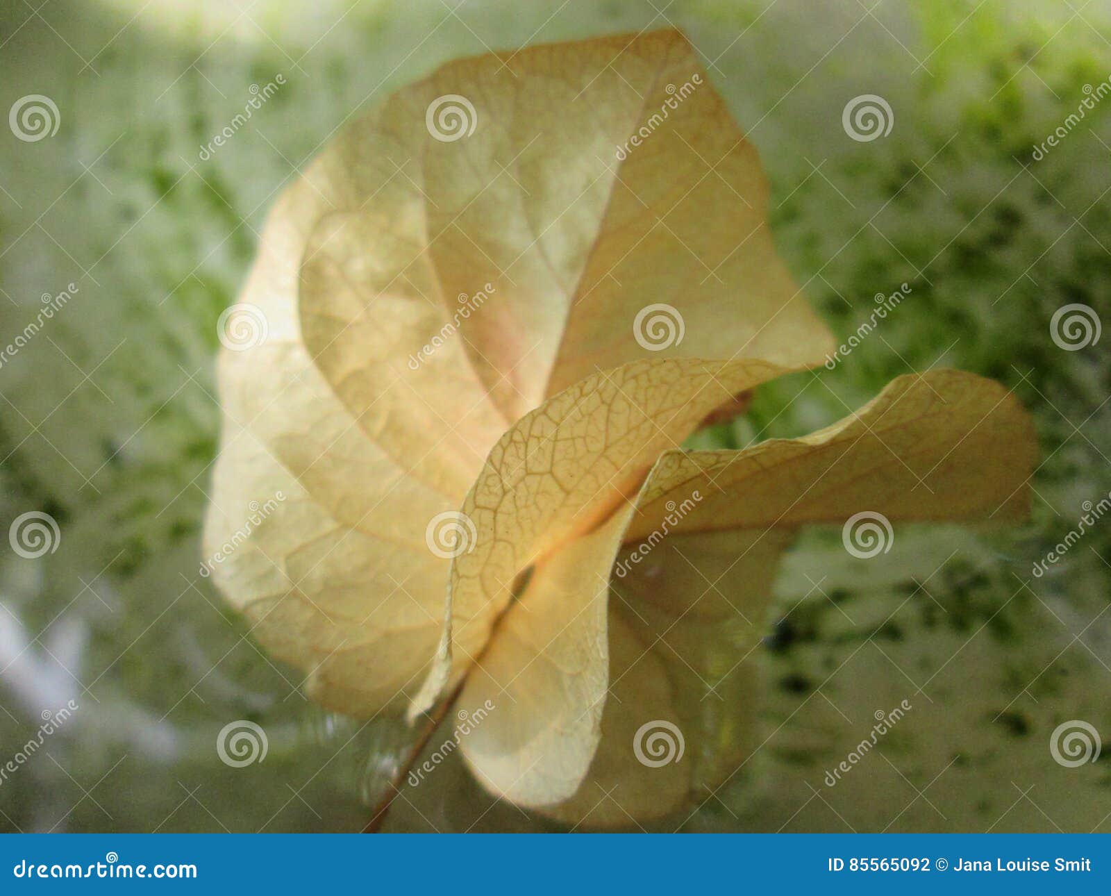 Drifting Leaf. stock photo. Image of beautiful, foliage - 85565092
