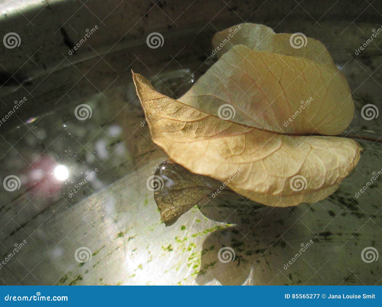 Drifting Leaf. stock image. Image of season, beauty, lake - 85565277