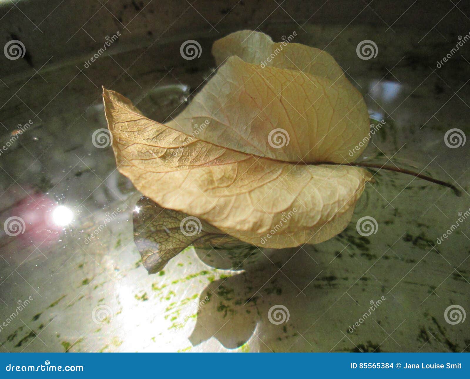 Drifting Leaf. stock photo. Image of seasonal, oriental - 85565384