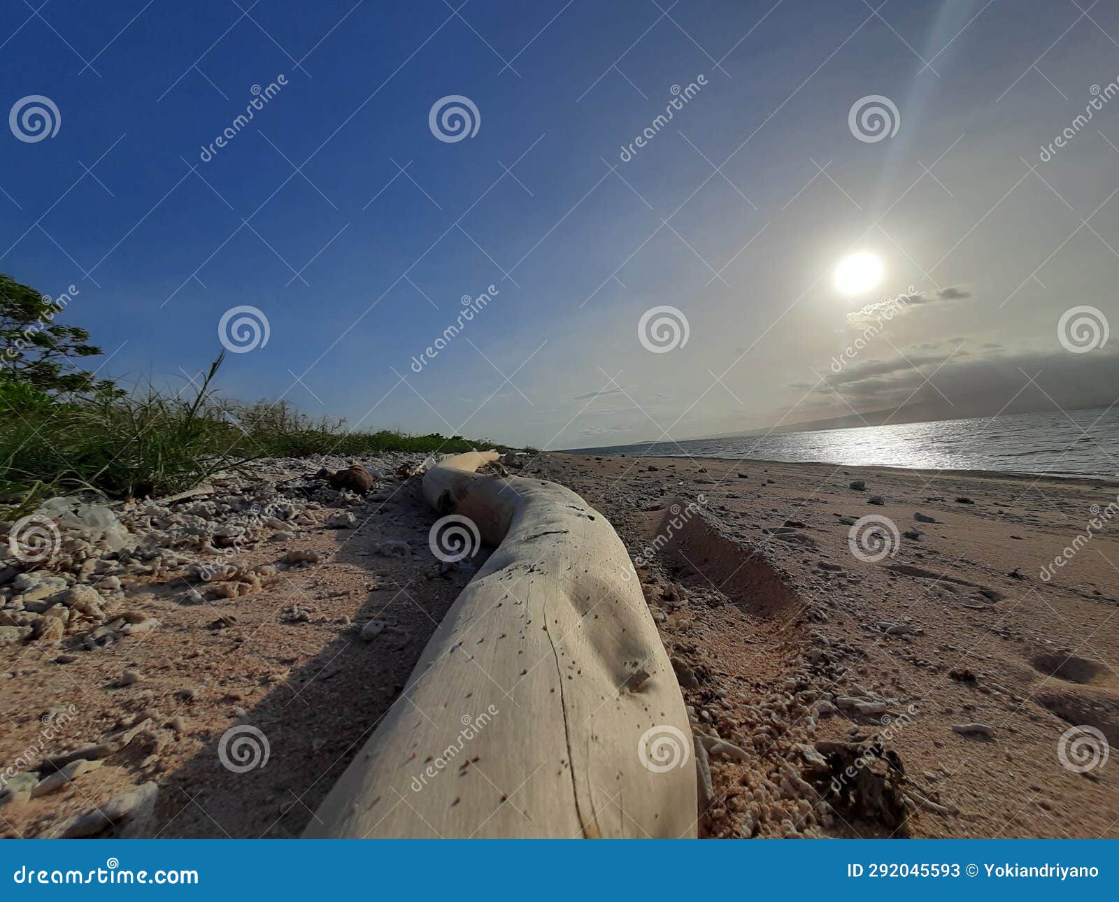 Drifting Tree Trunks Stranded on the Shoreline Stock Image - Image of ...