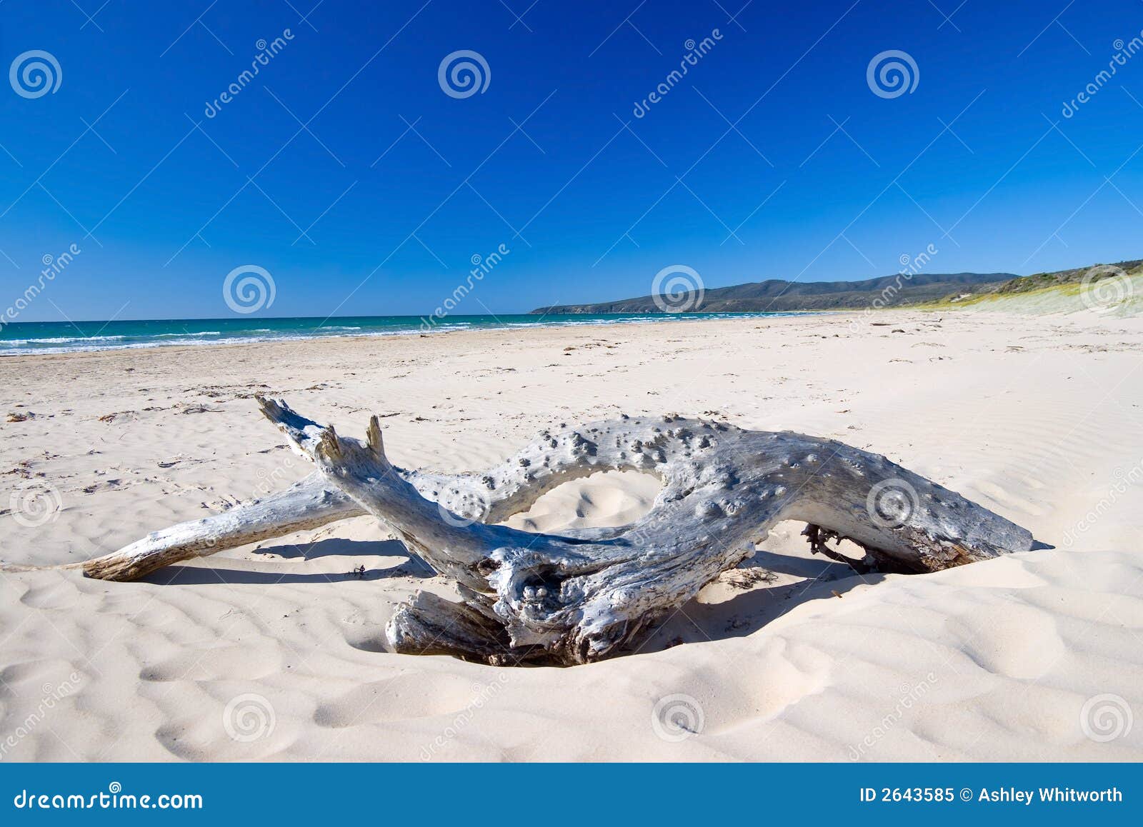 Driftwood on Australian Beach Stock Image - Image of holiday, travel ...
