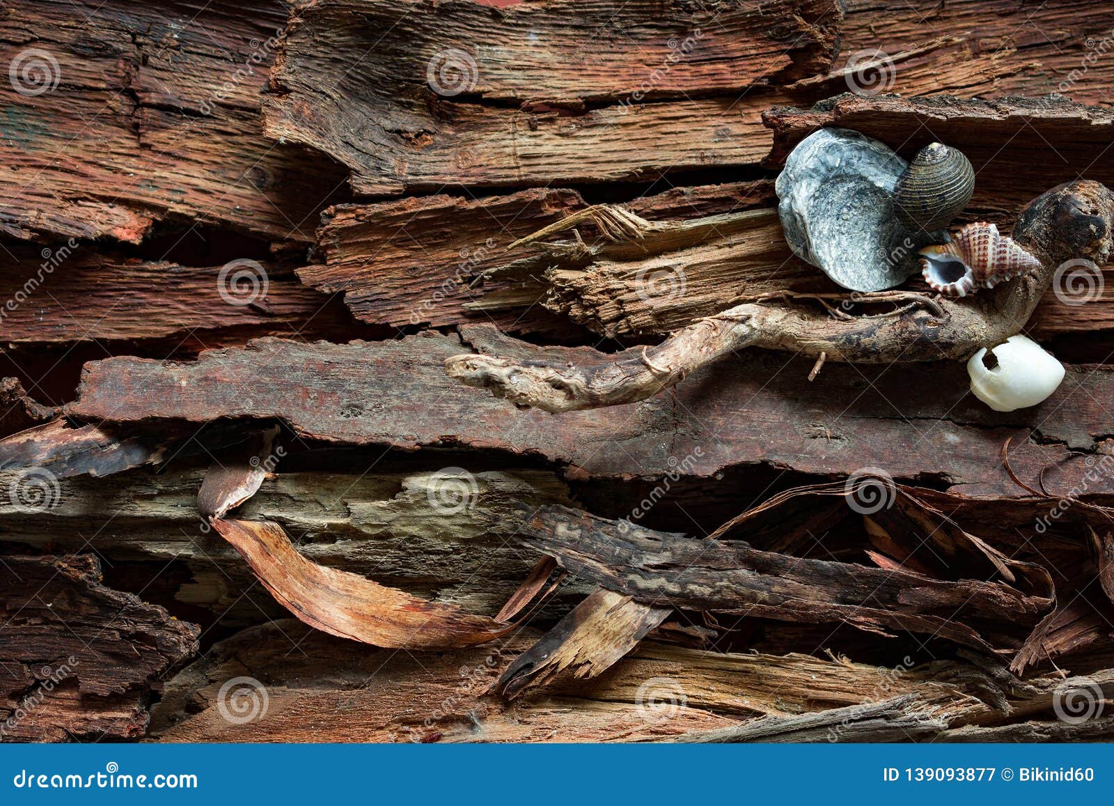 Driftwood bark and shells stock image. Image of closeup - 139093877