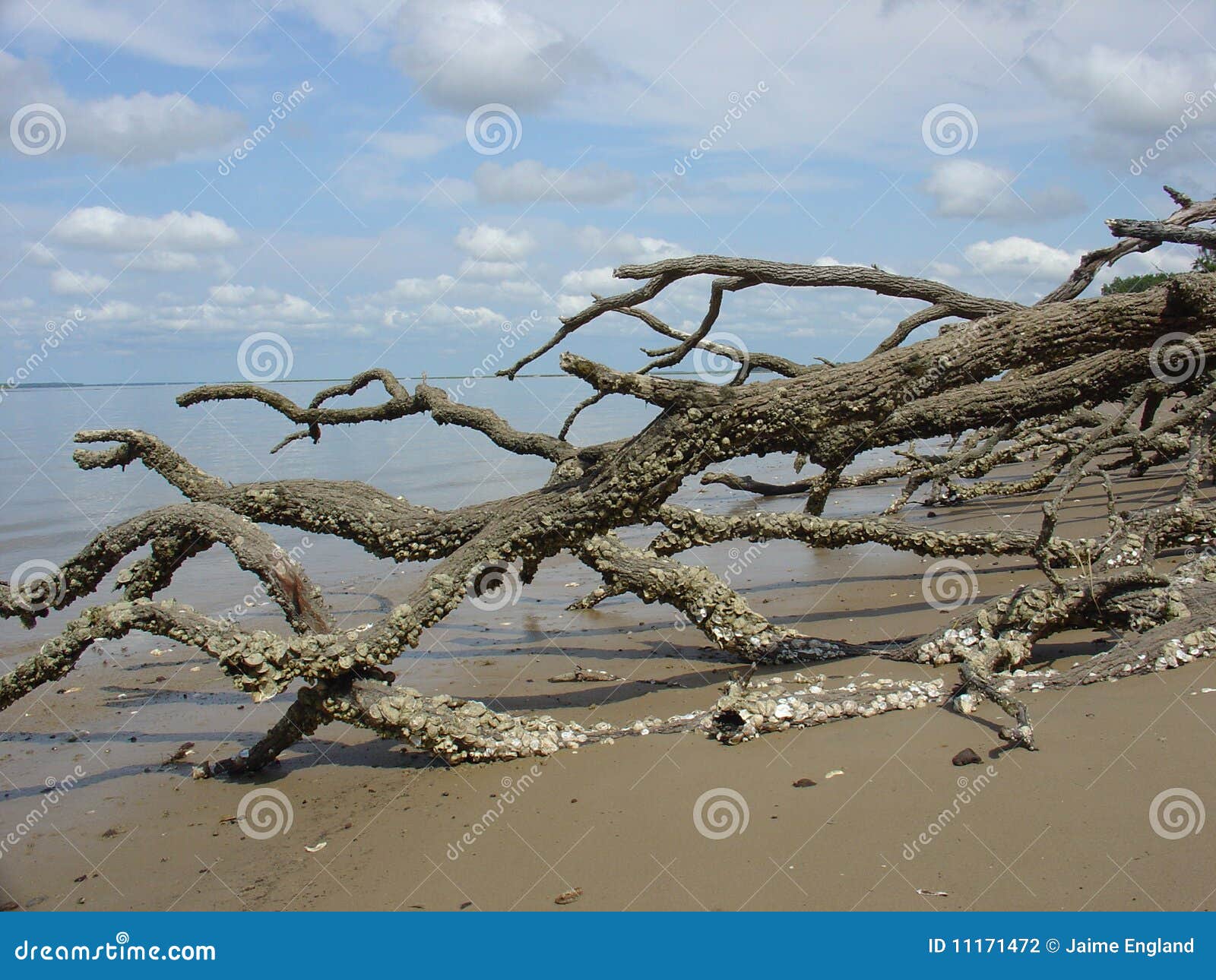 Driftwood with barnacles stock photo. Image of branch - 11171472