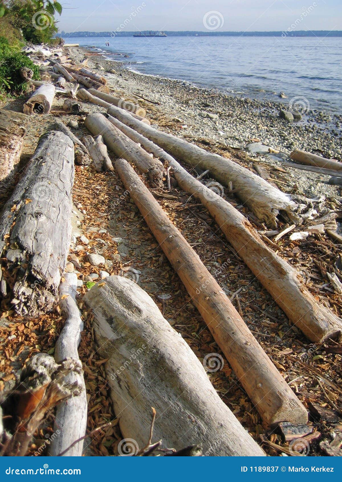 Driftwood on the Beach stock image. Image of driftwood - 1189837