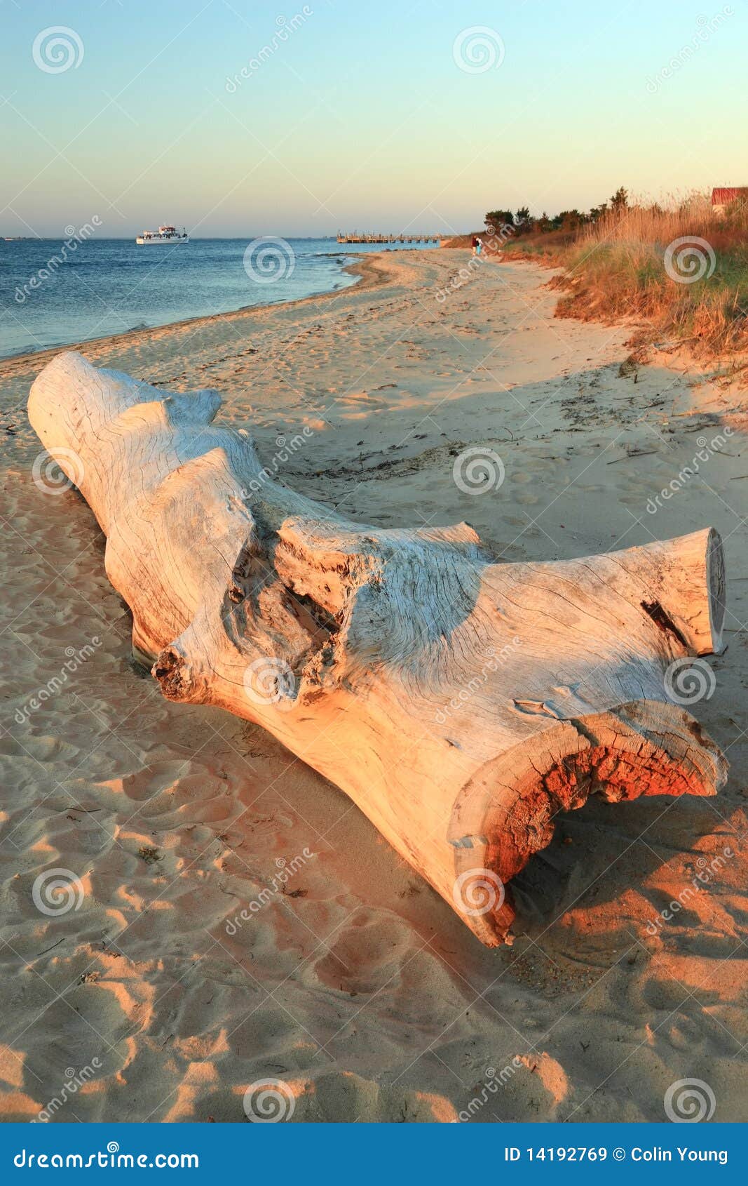 Driftwood on the Beach stock image. Image of boat, sand - 14192769