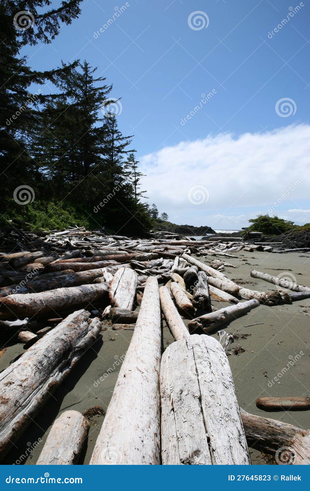 Driftwood on beach stock image. Image of lumber, clouds - 27645823