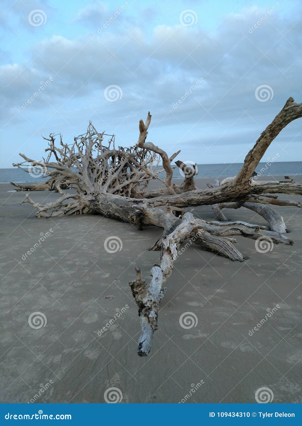 Driftwood beach stock photo. Image of tide, trees, beach - 109434310