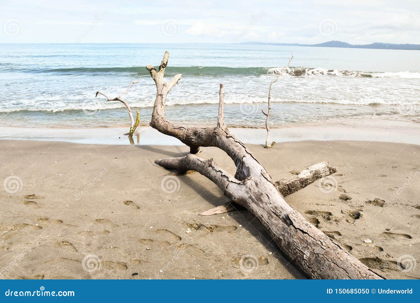 Driftwood on Beach, Photo As a Background Stock Photo - Image of sand ...