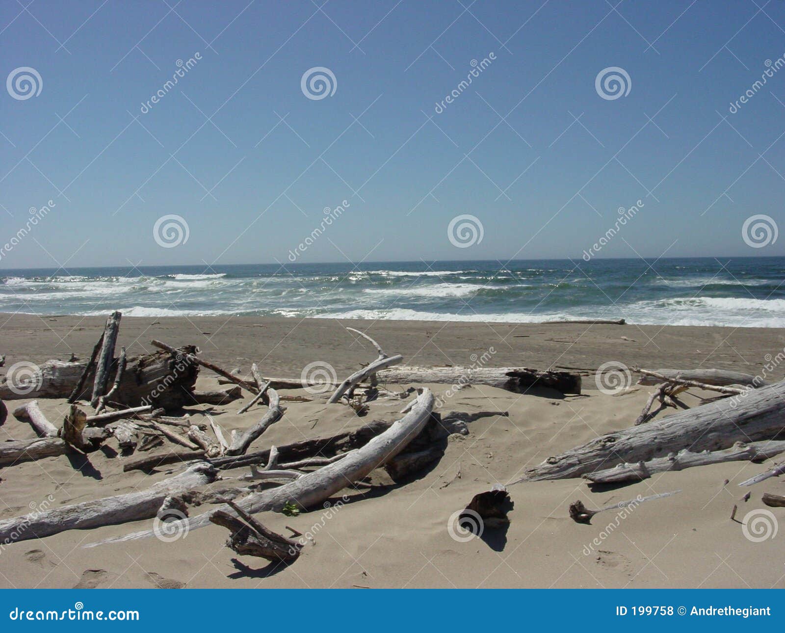Driftwood Beach s Ocean stock photo. Image of beach, relax - 199758