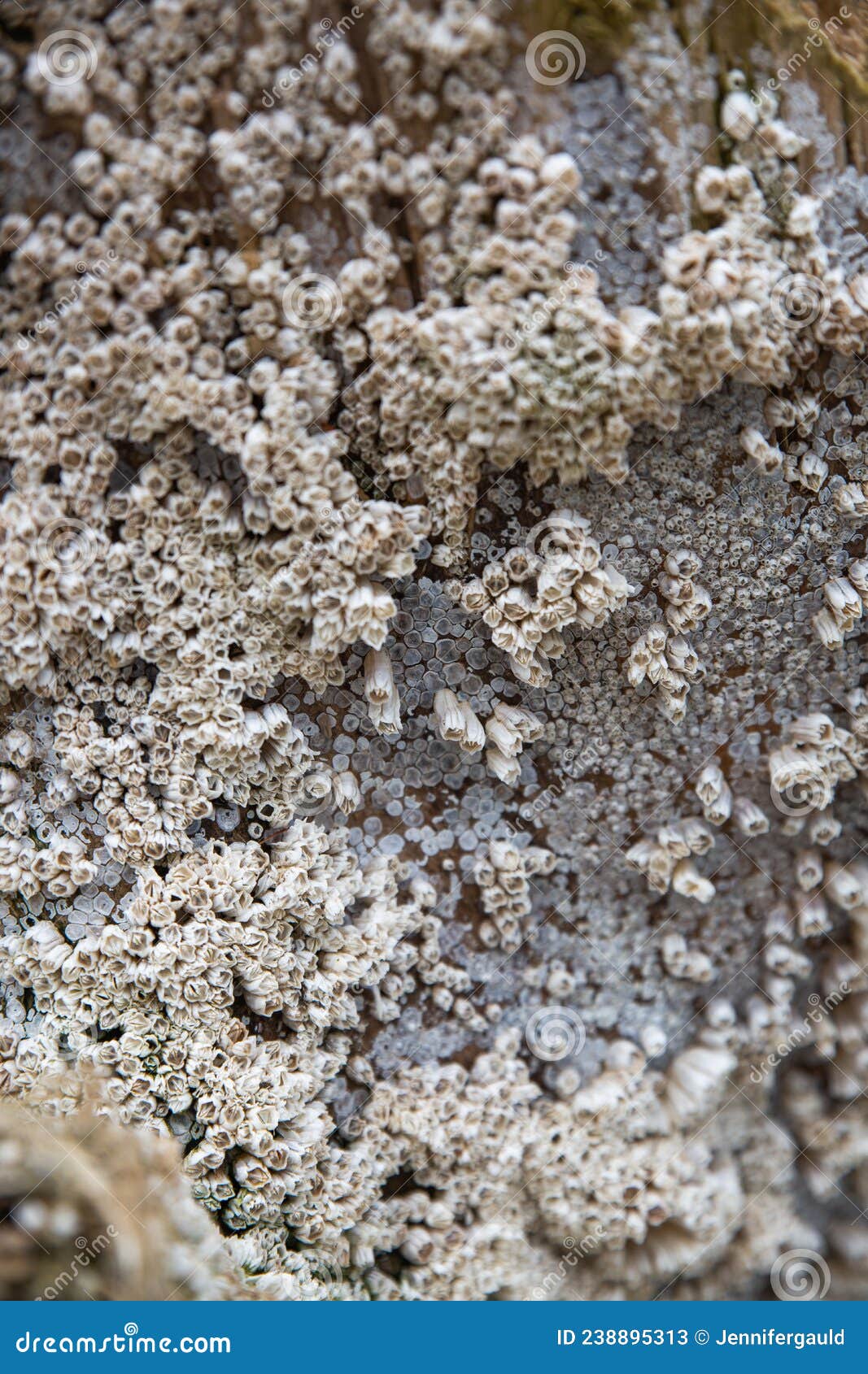 Driftwood Covered in White Barnacles. Barnacle Texture Stock Image - Image of aquatic ...