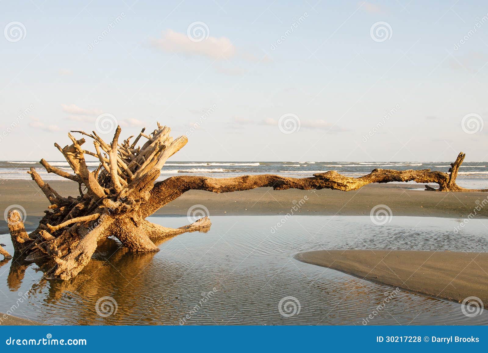 Driftwood Pointing Toward Ocean Stock Photo - Image of driftwood, ocean ...