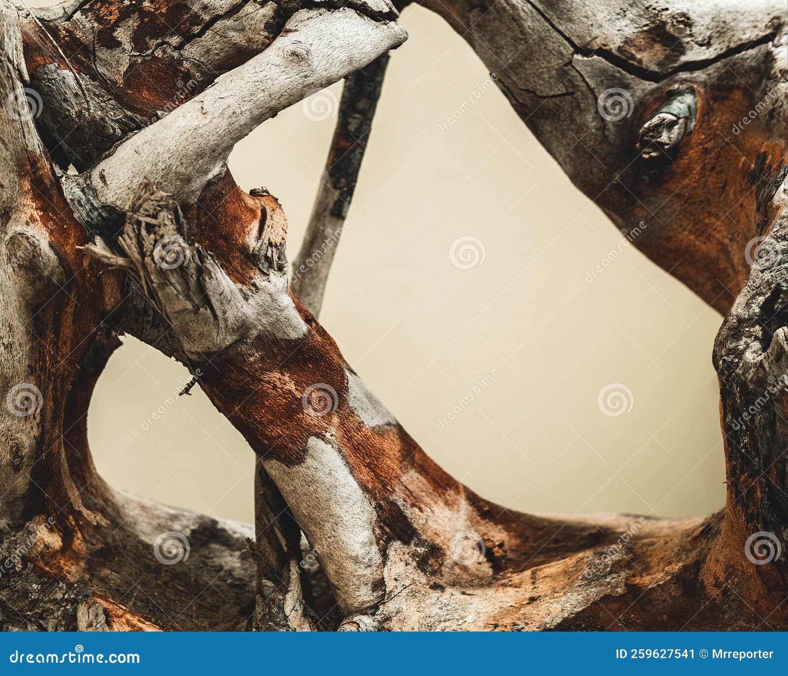 Driftwood Dry Mangrove Tree Trunk Stock Image - Image of carving, wood ...