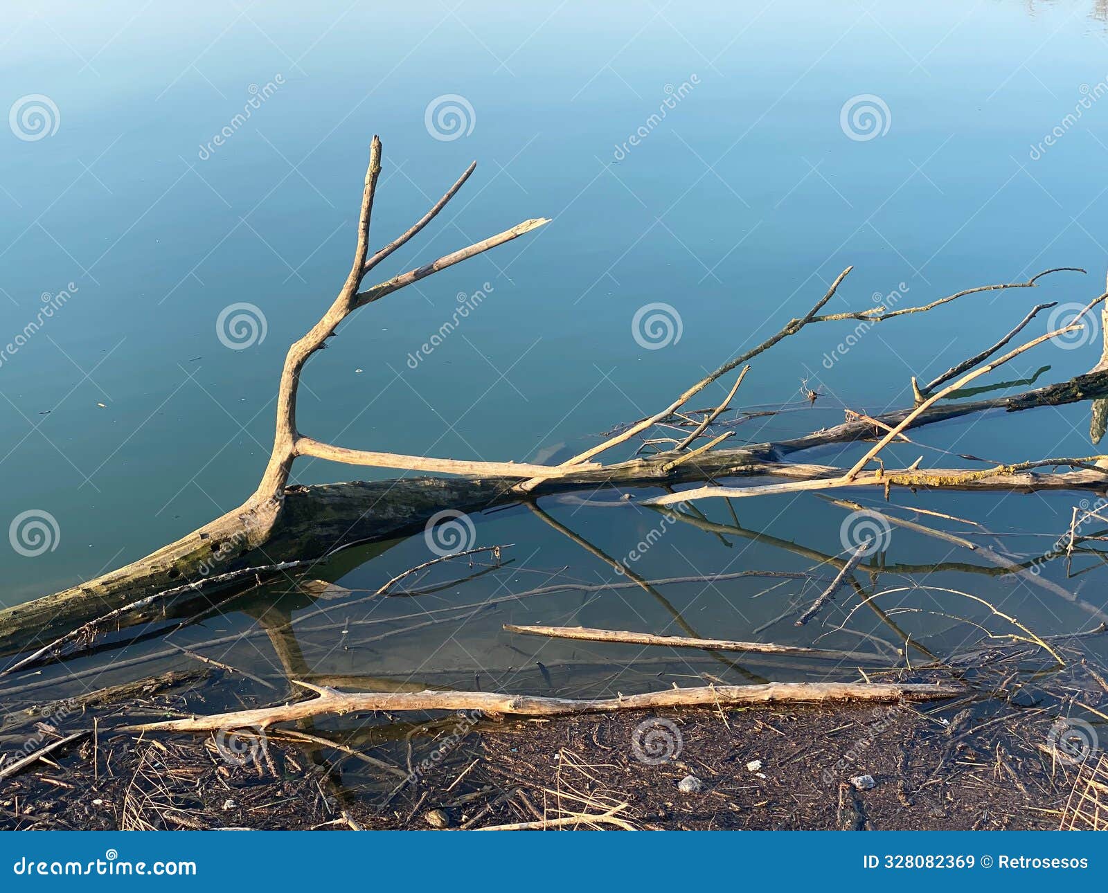 Driftwood Floating on Blue Water Surface Stock Image - Image of twig ...