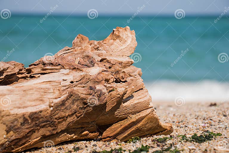 Driftwood log on the beach stock image. Image of pacific - 44257945