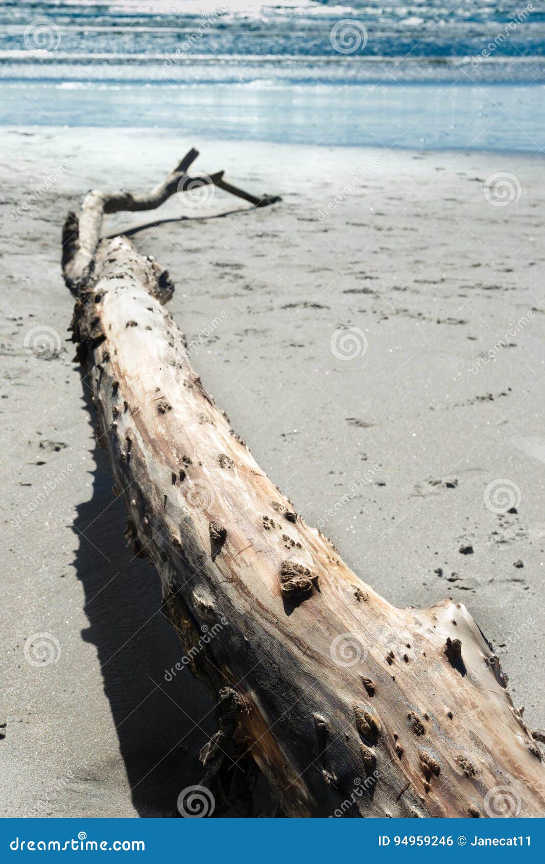 Driftwood log on the sand stock photo. Image of place - 94959246