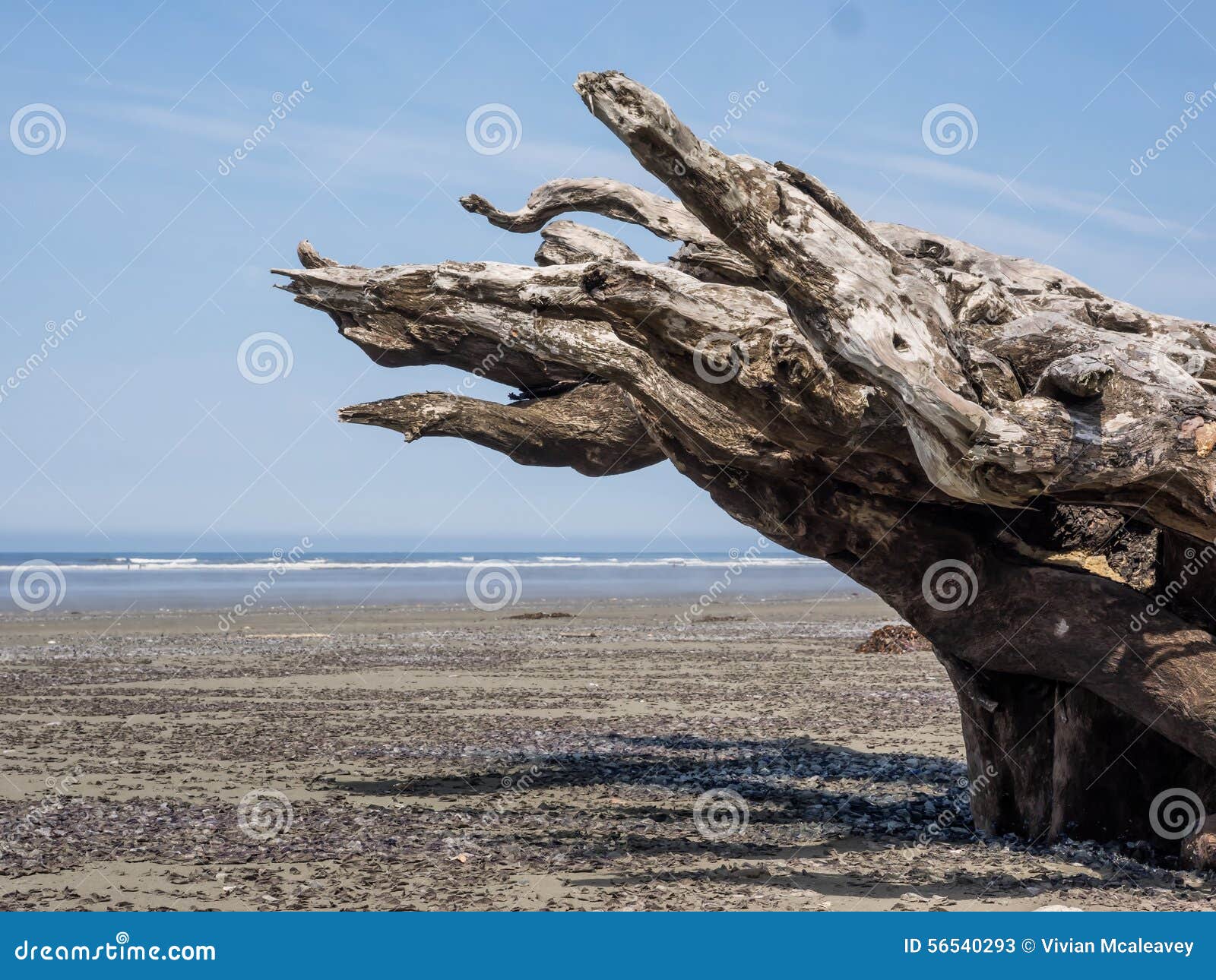 5,953 Tree Root Beach Stock Photos - Free & Royalty-Free Stock Photos ...