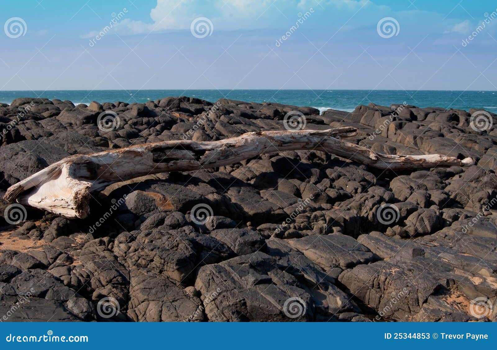 Driftwood on rocks stock image. Image of wood, rotting - 25344853