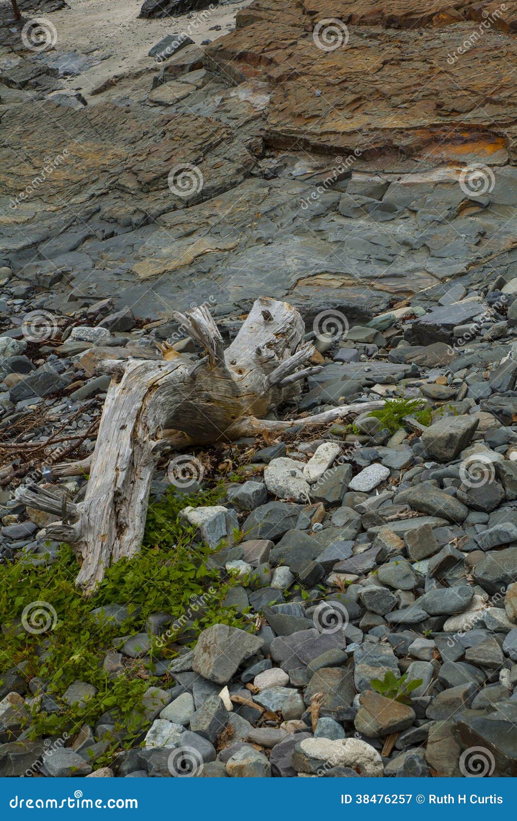 Driftwood and Rocks stock image. Image of weeds, curves - 38476257