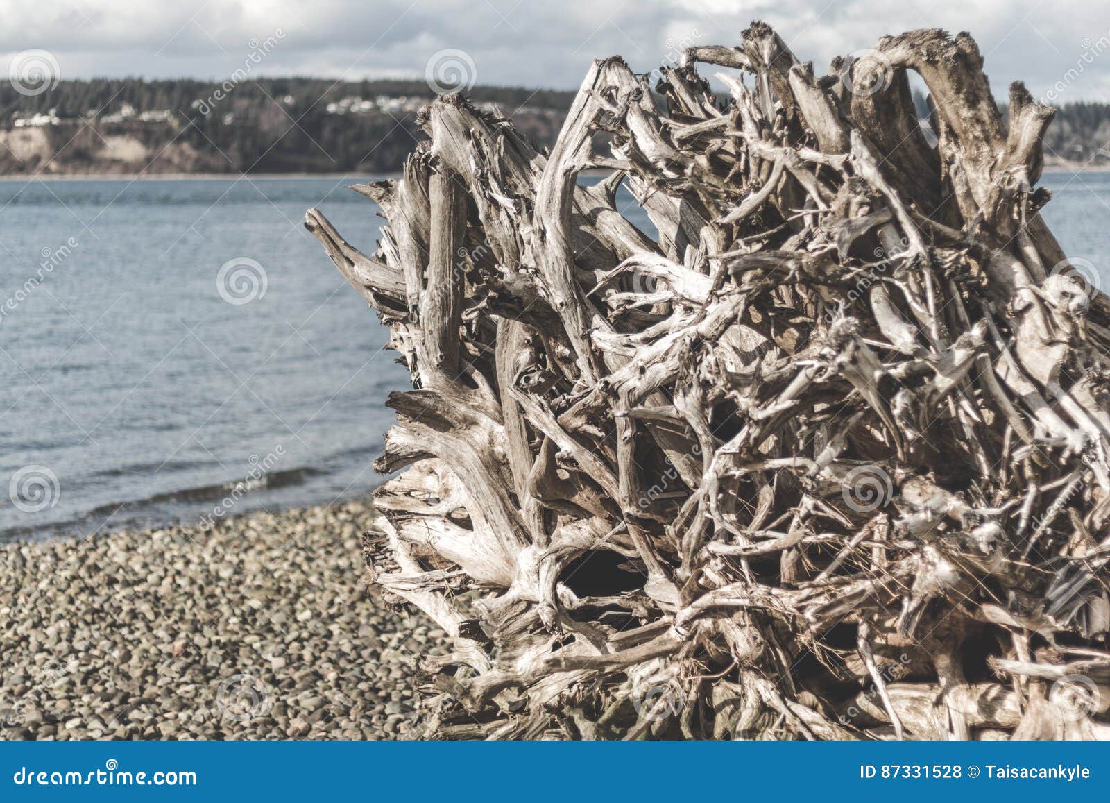 Driftwood Root System of Tree Next To Beach Stock Photo - Image of ...