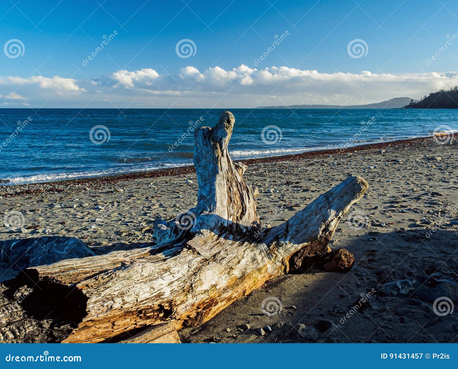 Driftwood on a Sandy Ocean Beach Stock Image - Image of seaweed, ocean ...
