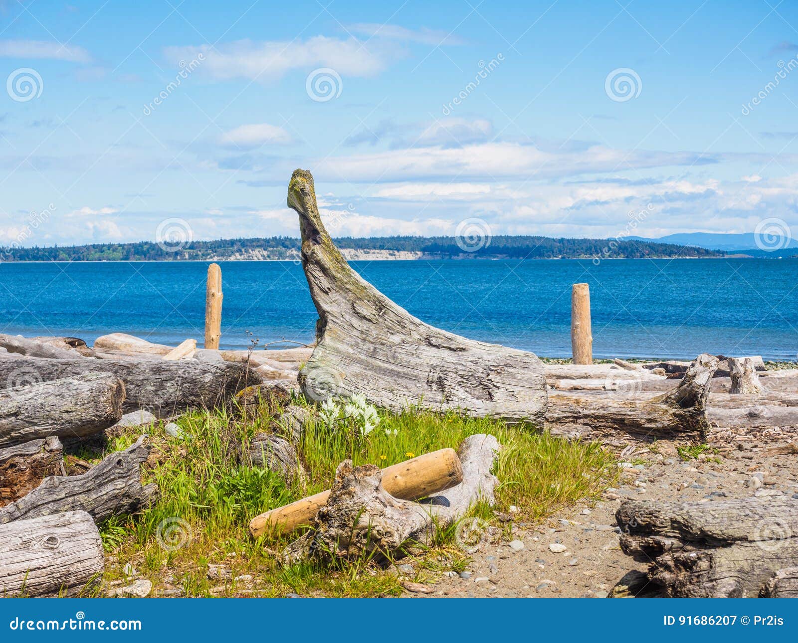 Driftwood on Sandy Ocean Beach Stock Image - Image of water, clouds ...
