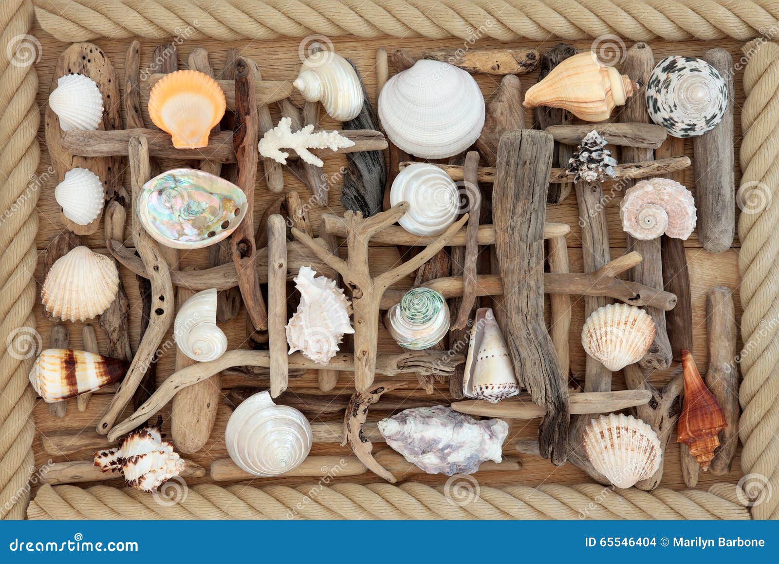 Driftwood and Sea Shell Abstract Stock Photo - Image of beautiful ...