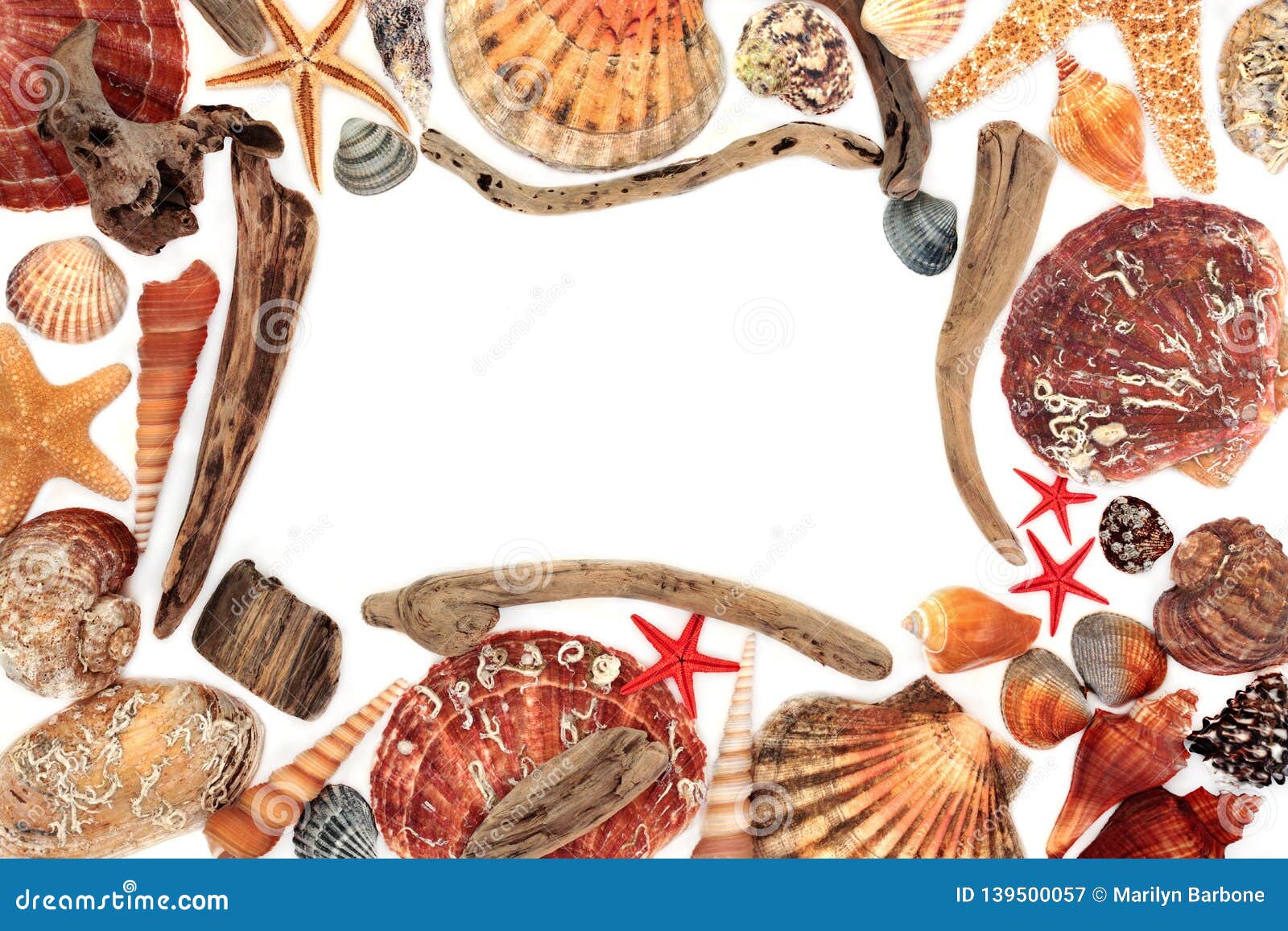 Driftwood and Seashell Abstract Border Stock Image - Image of marine ...
